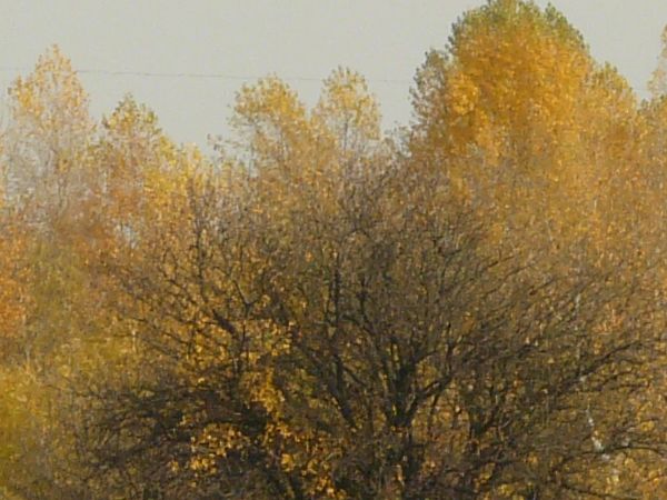 forest side view texture 0005 - Texturelib